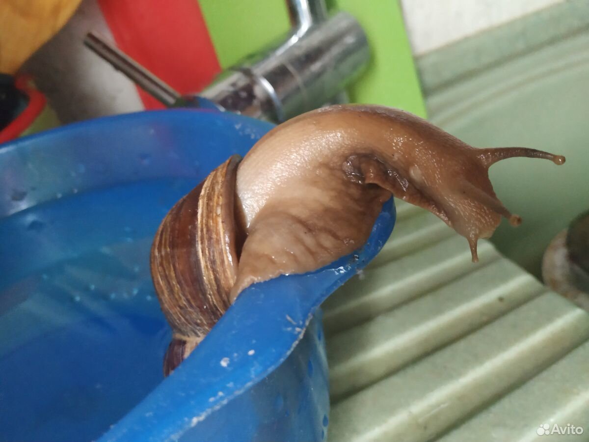 Улитка африканская акатина