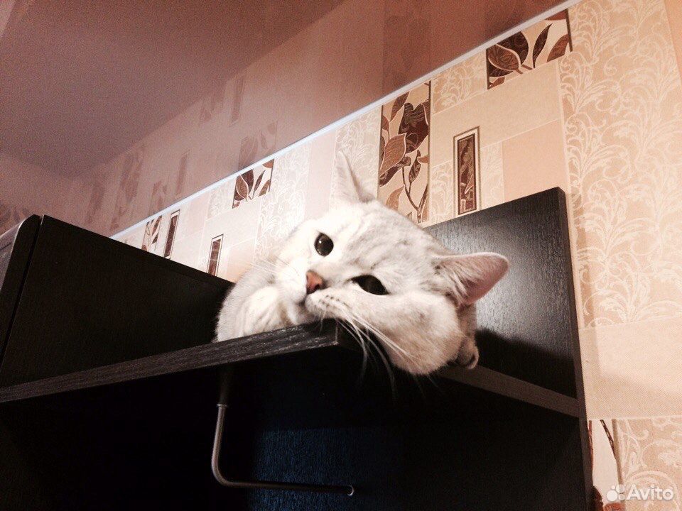 Кот
