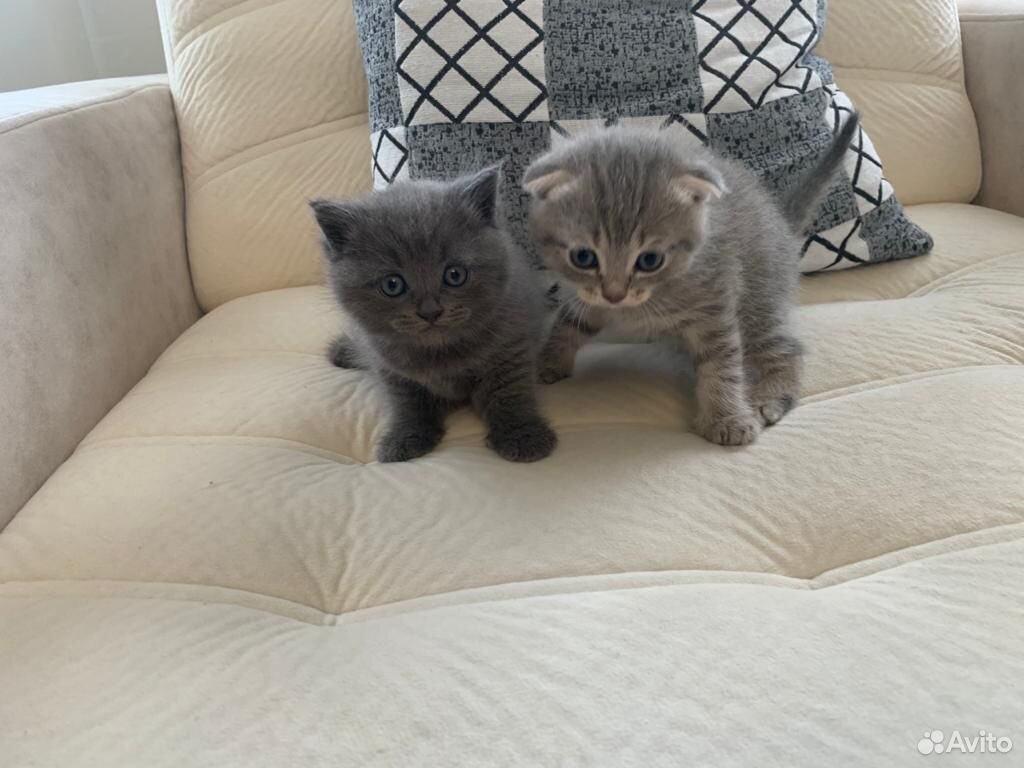 Британец, шотландский вислоухий