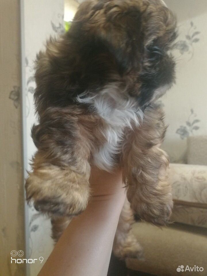 Собака