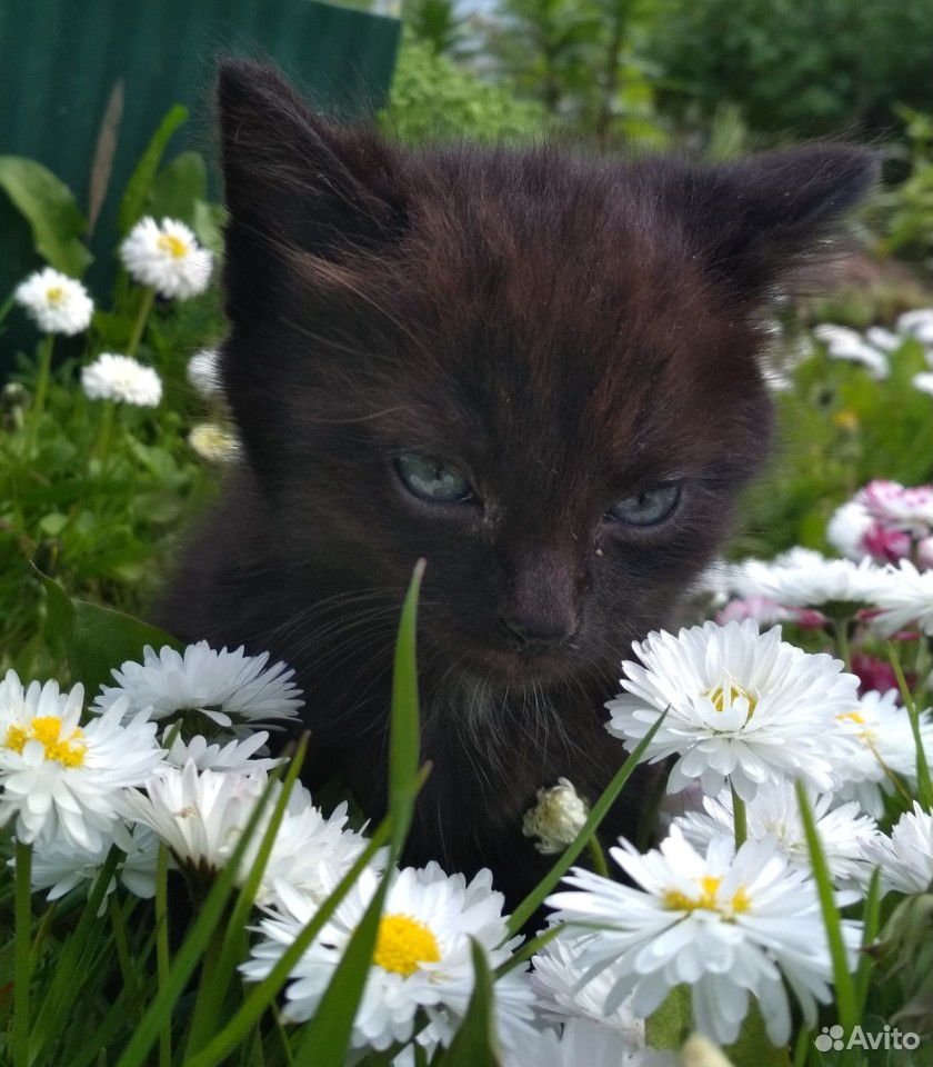 Котенок - кошка