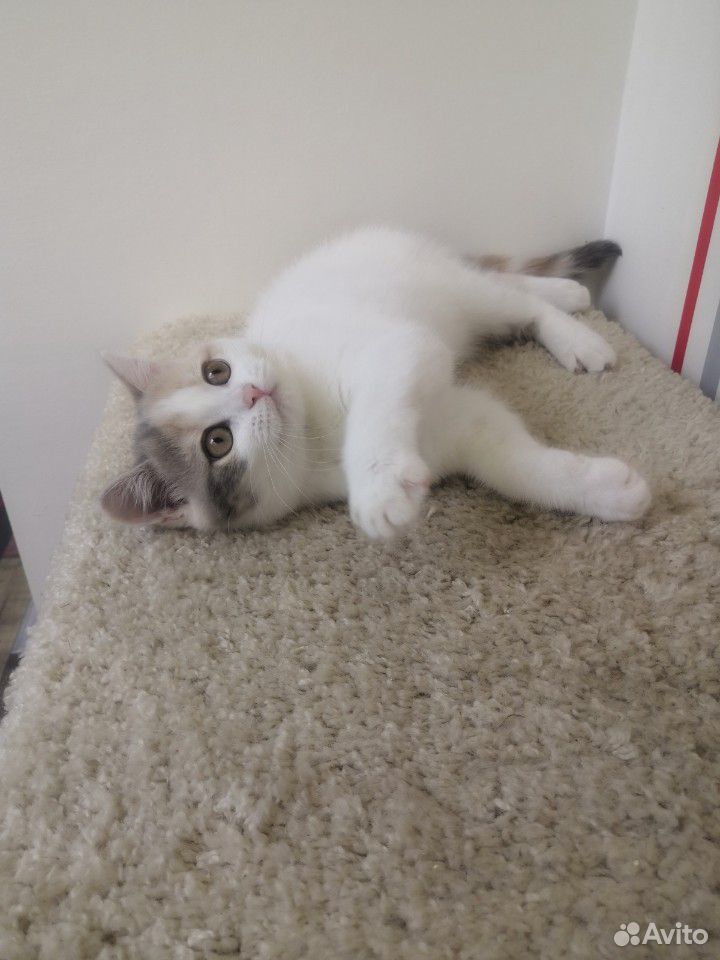 Нежнейшая белоснежка