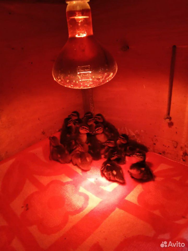 Утята от подсадных уток