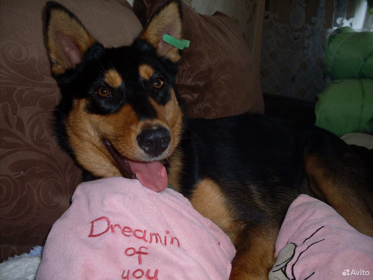 Красавица-принцесса зара