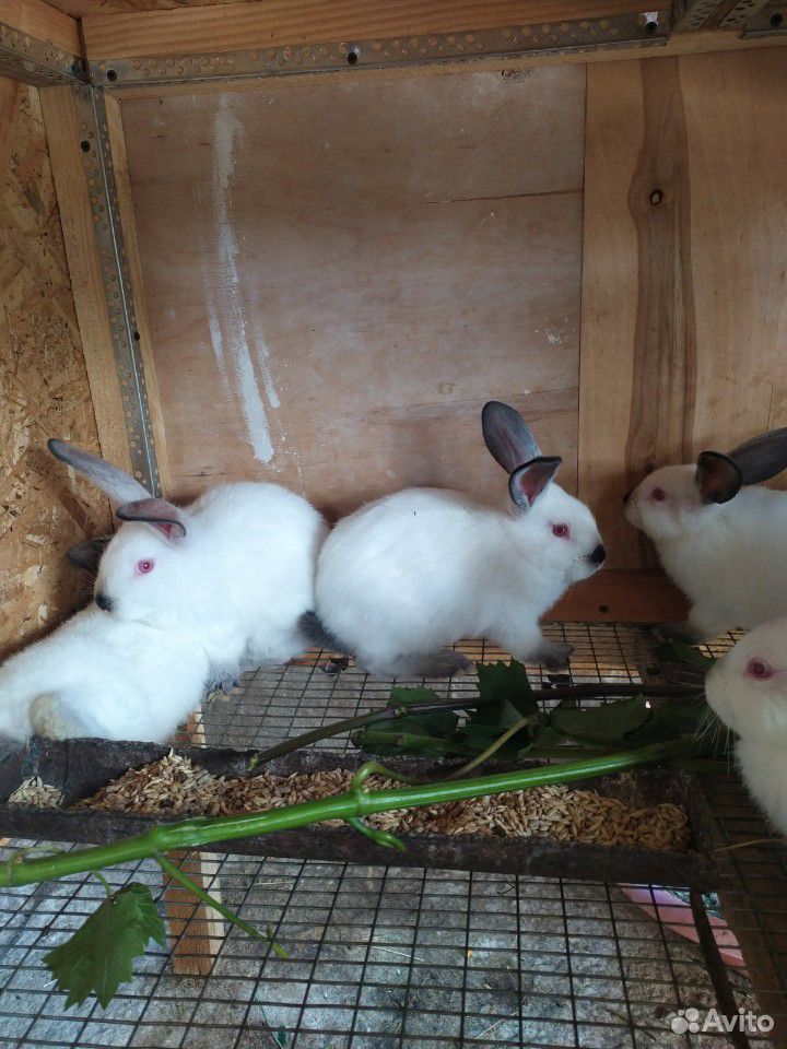 Кролики на племя