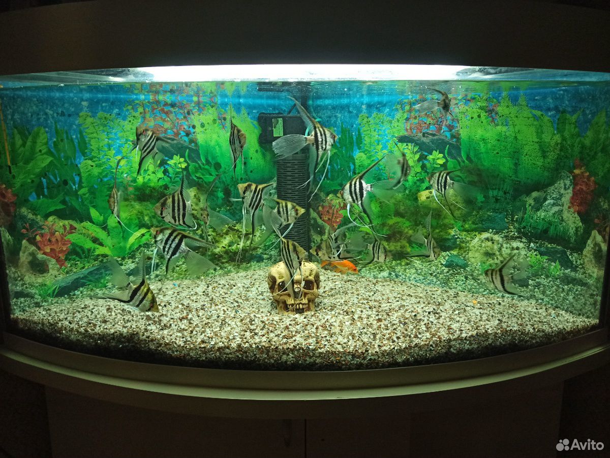 Полосатые скалярии (зебра)