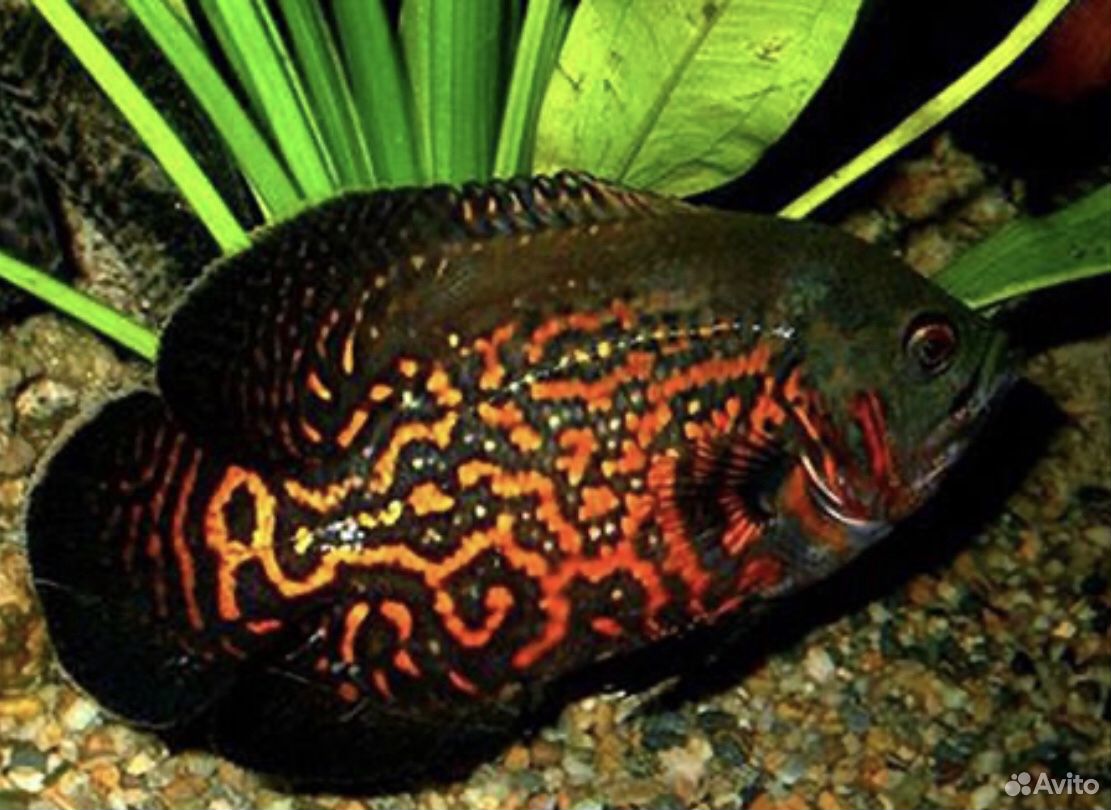 Астронотус тигровый красный XL