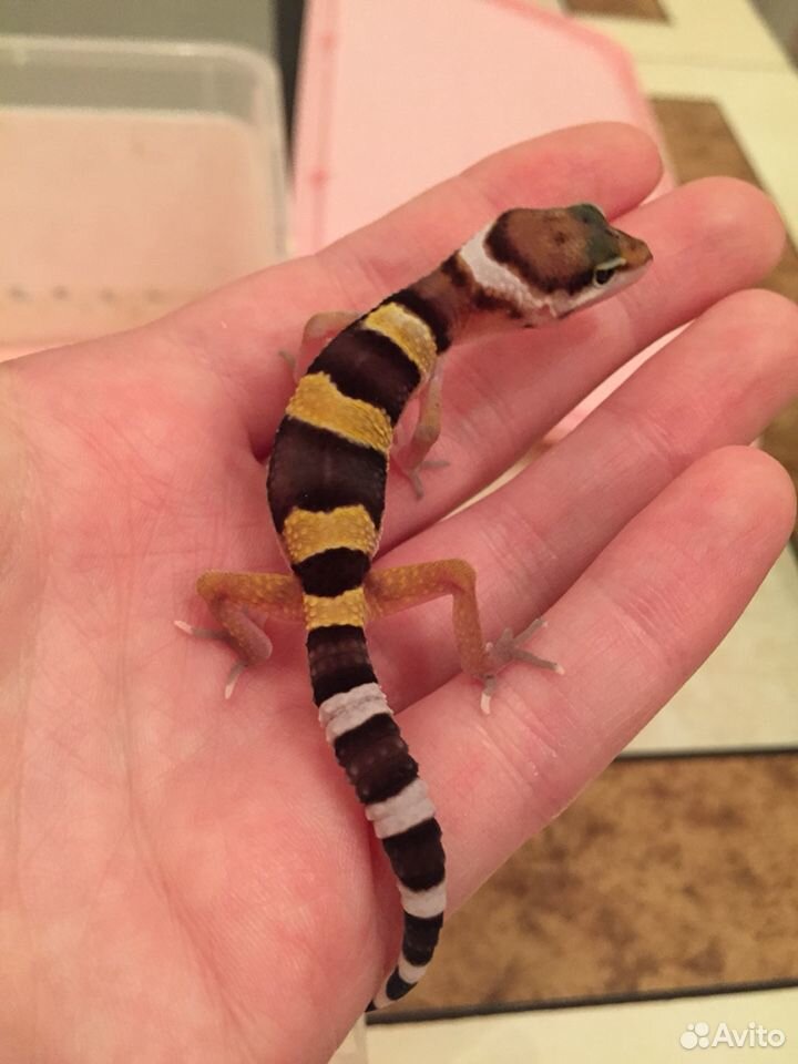 Эублефар малыш