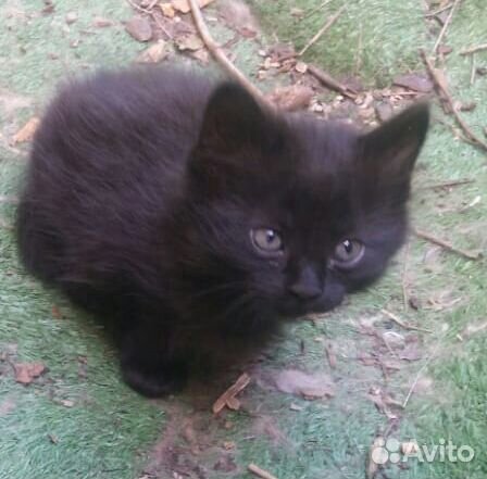 Очаровательная малышка ищет хозяев