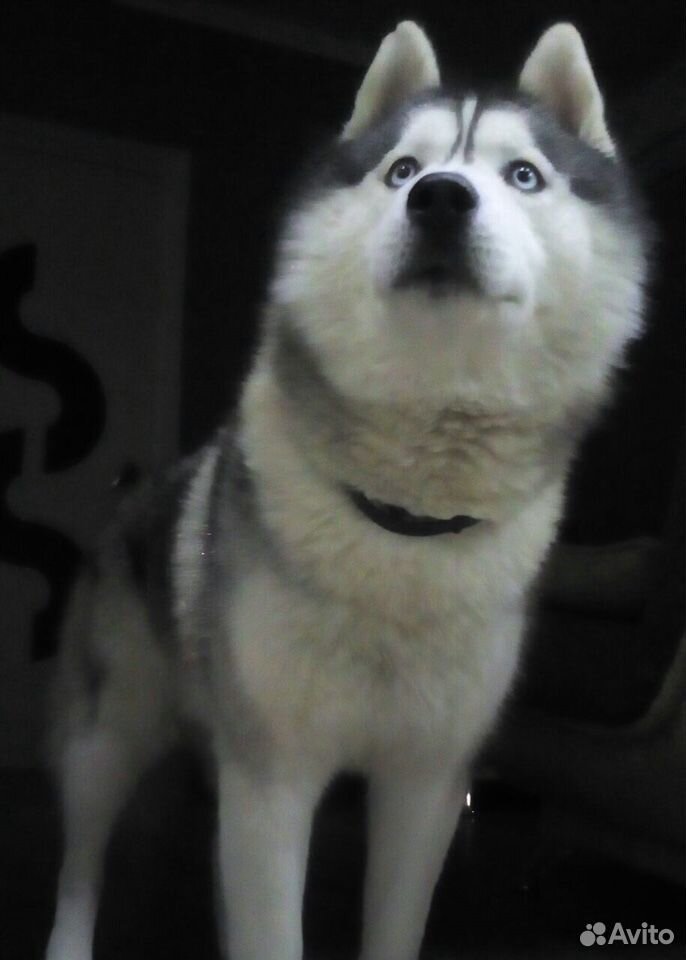 Вязка