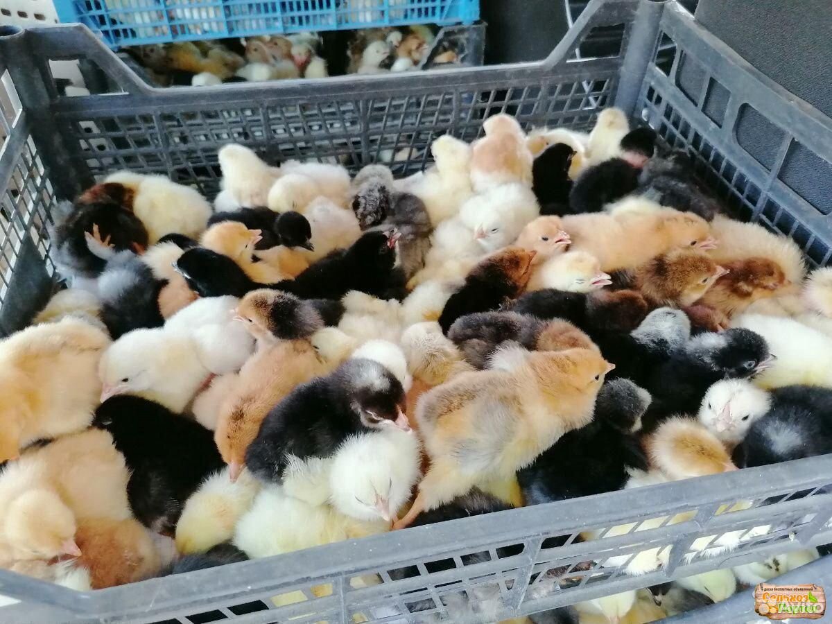 Цыплята 31 шутка