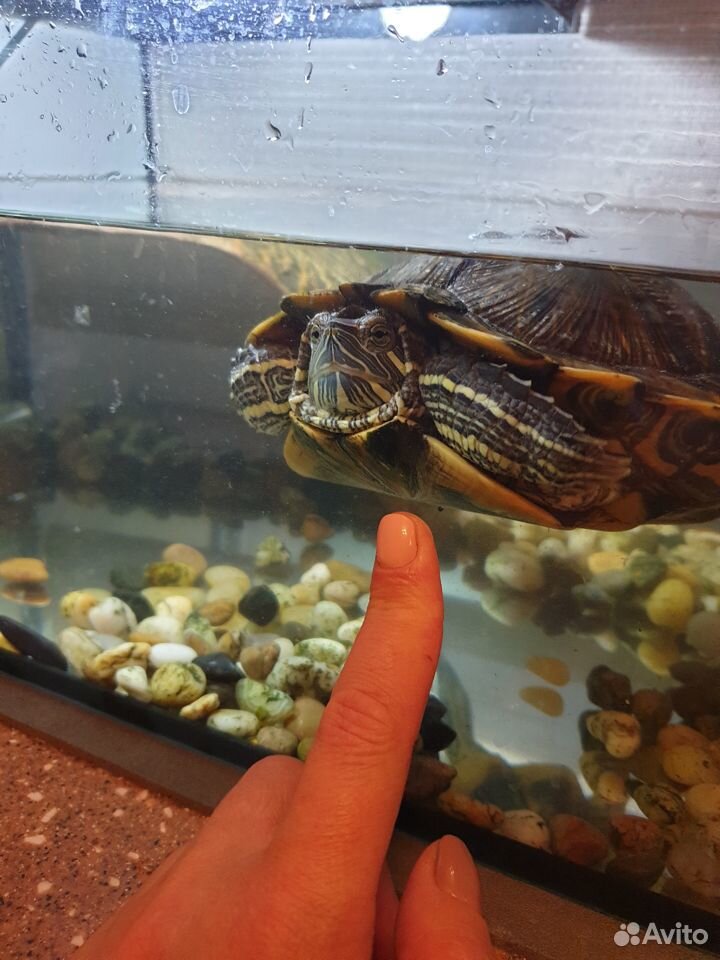 Отдадим красноухую черепаху с оборудованием
