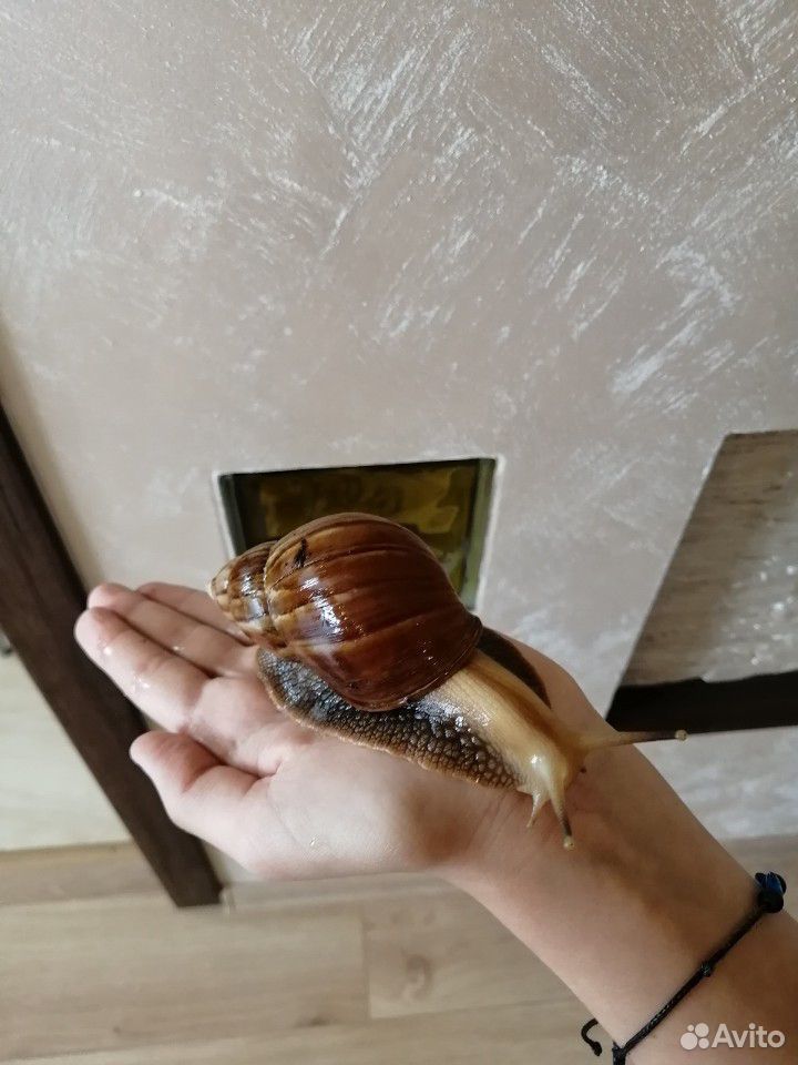 Улитки Ахотина