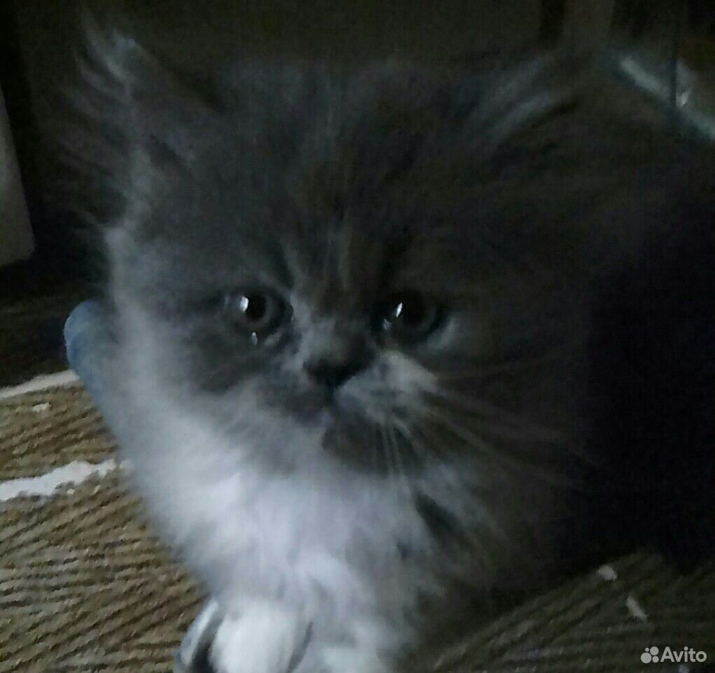 Персидская