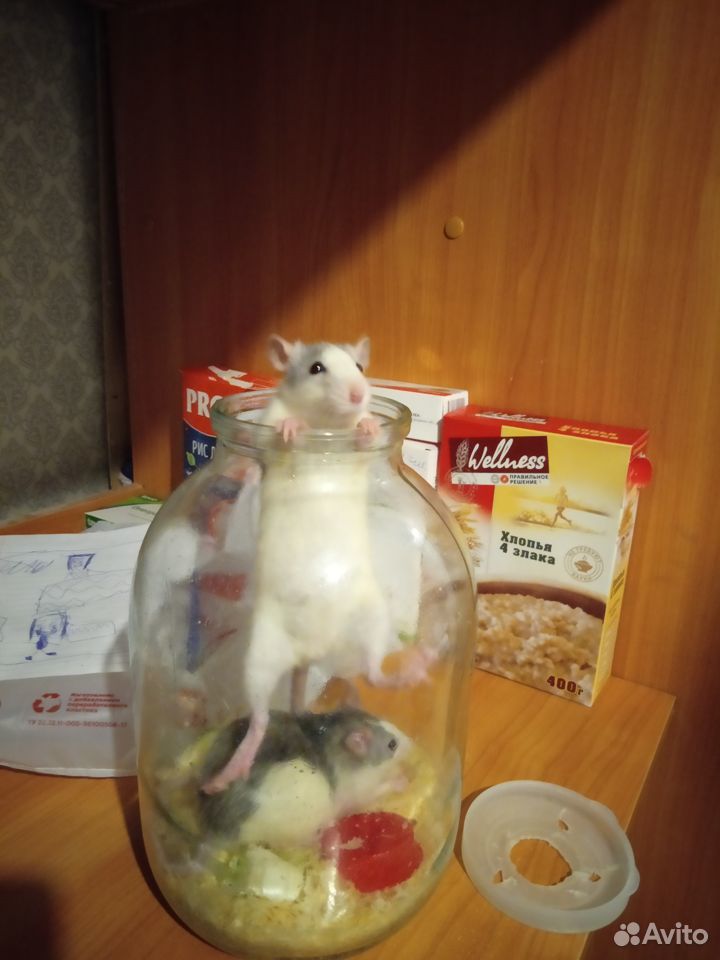 Домашние крысы