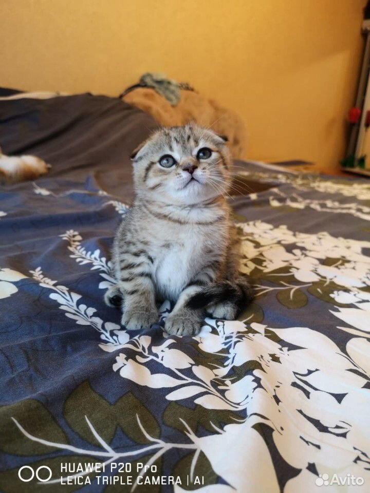 Котята золотистой шиншиллы