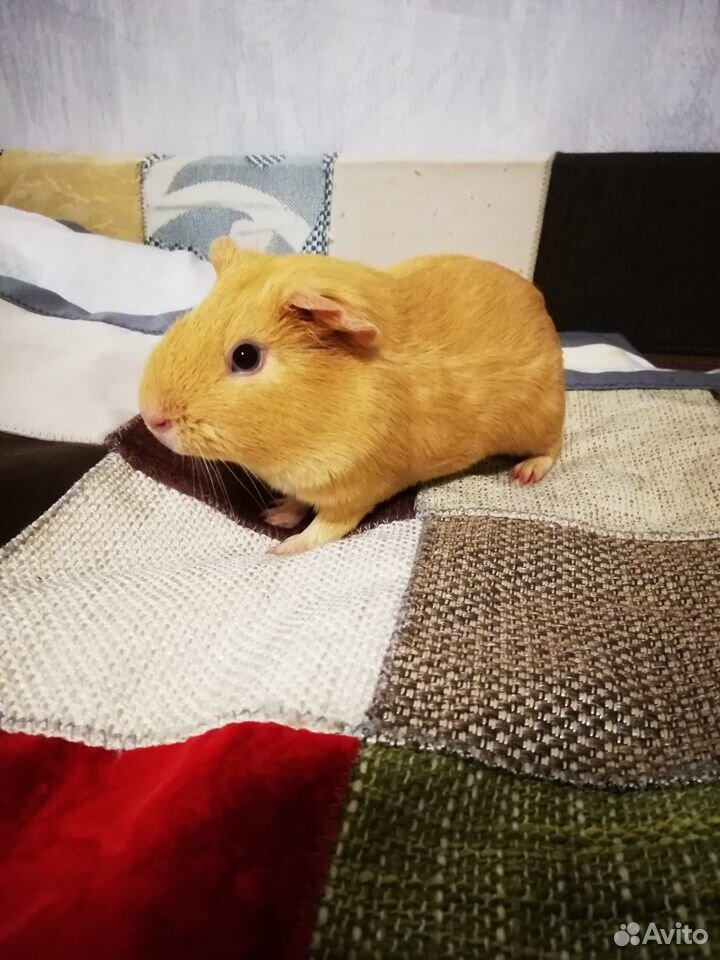 Морская свинка Английский селф