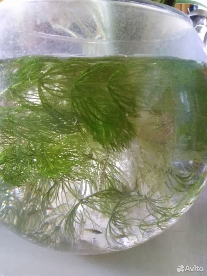 Гуппи мальки и растения