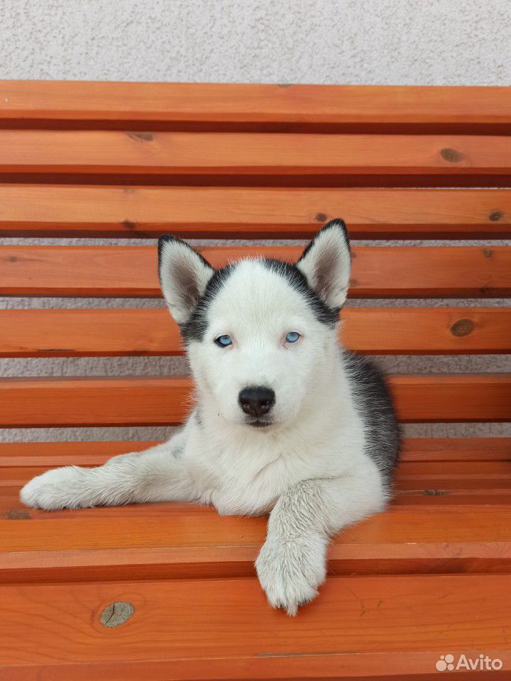 Особенный щенок Сибирский хаски