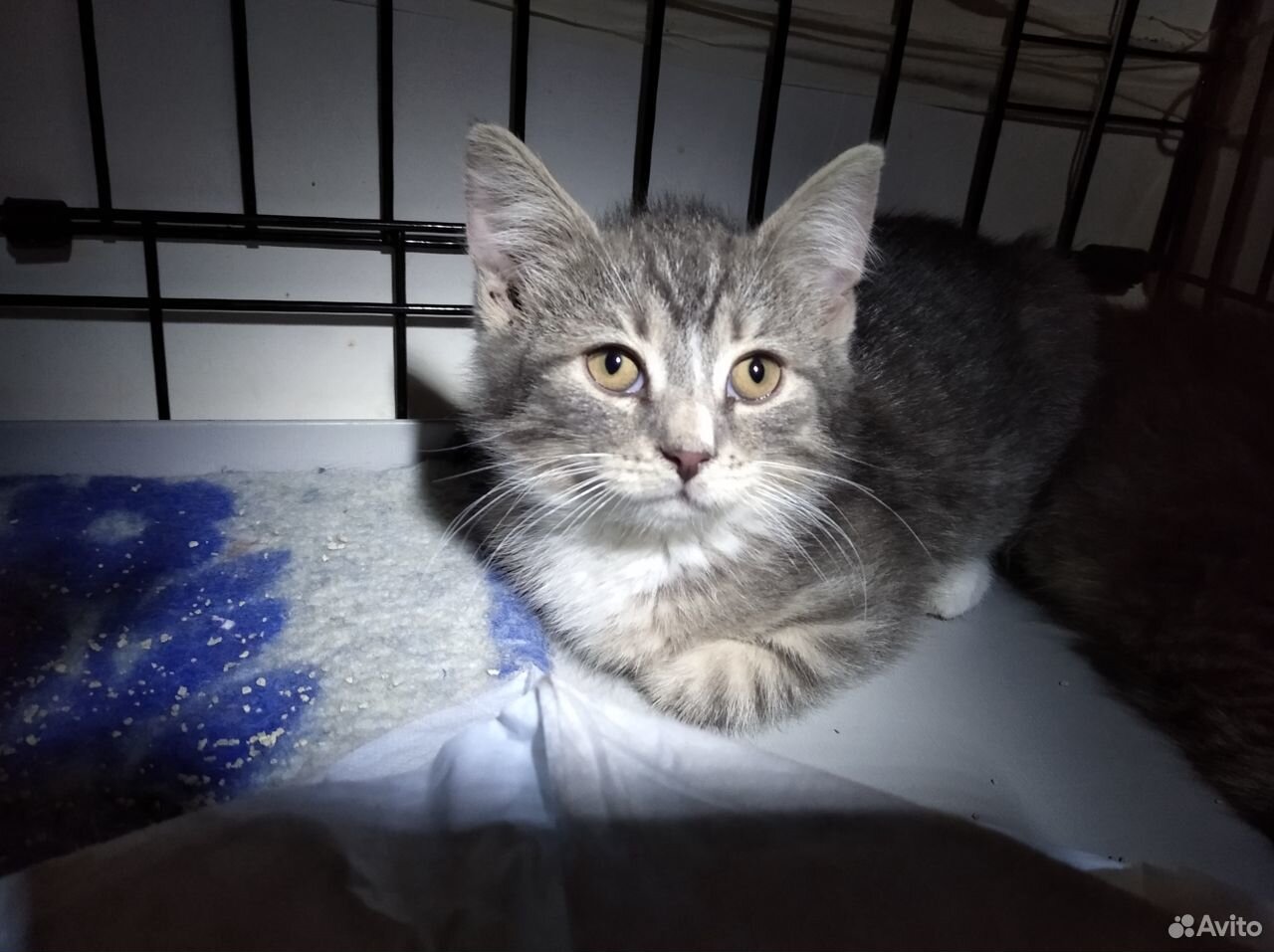 Котёнок в добрые руки