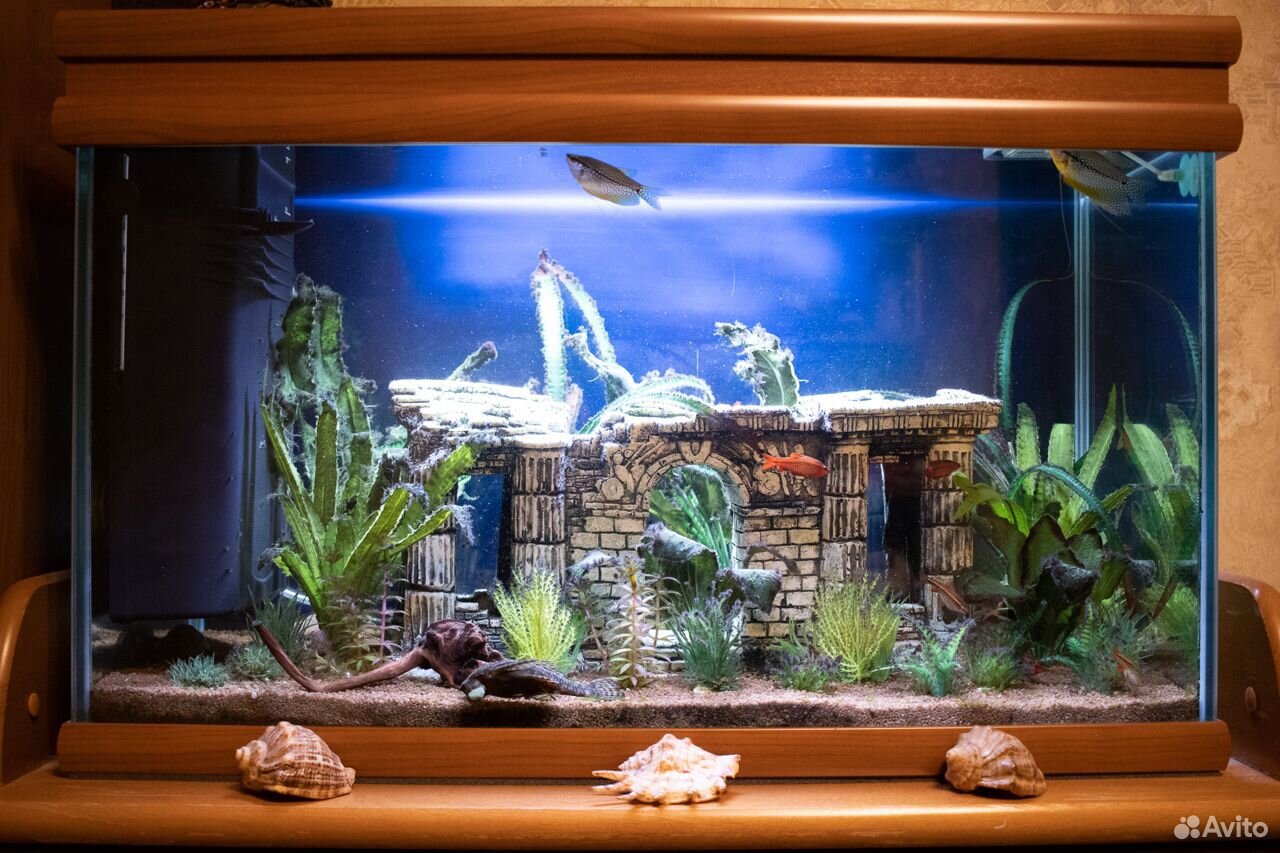 Аквариум с рыбками