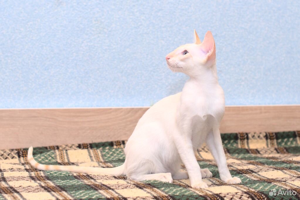 Сиамский котёнок окраса ред-пойнт
