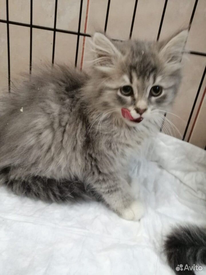 Котята от русской голубой и сибирского кота