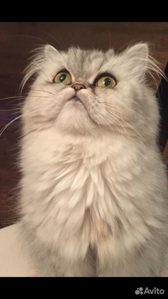 Ишим персидского Котика для вязки