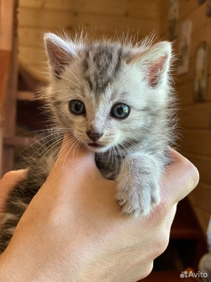 Котёнок
