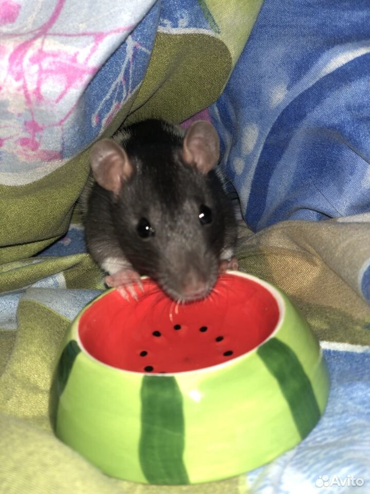 Отдам крысенка в добрые и надежные руки