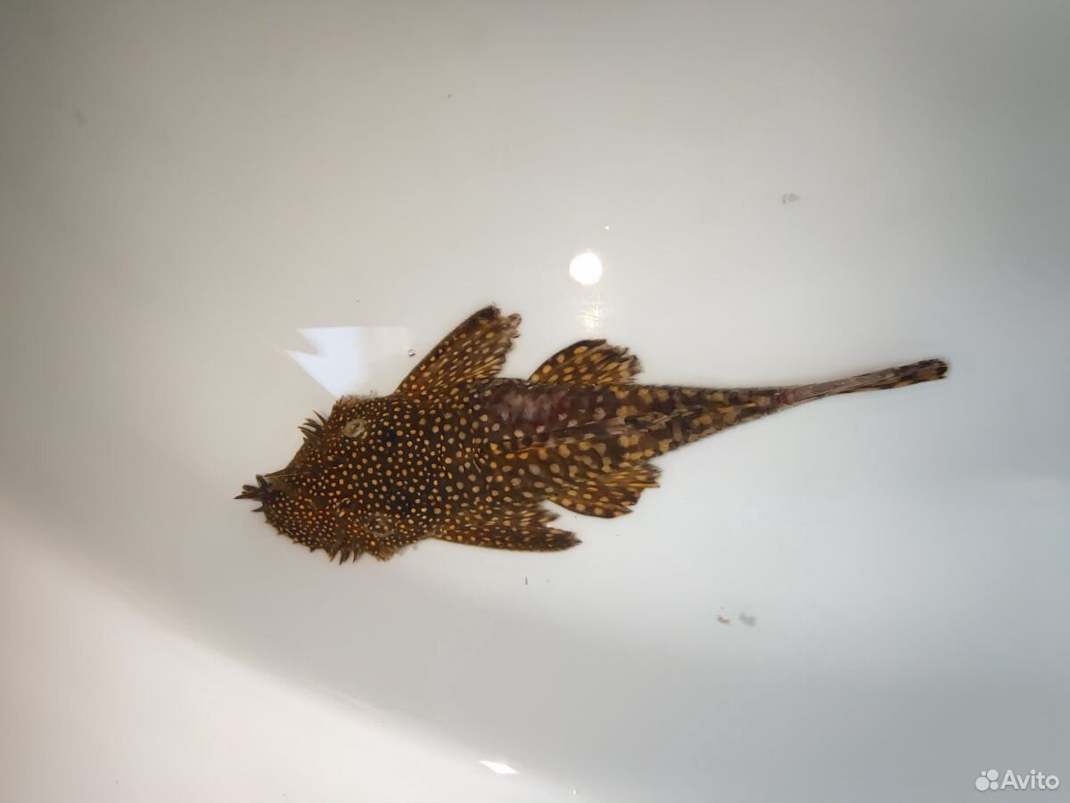 Сомы в добрые руки