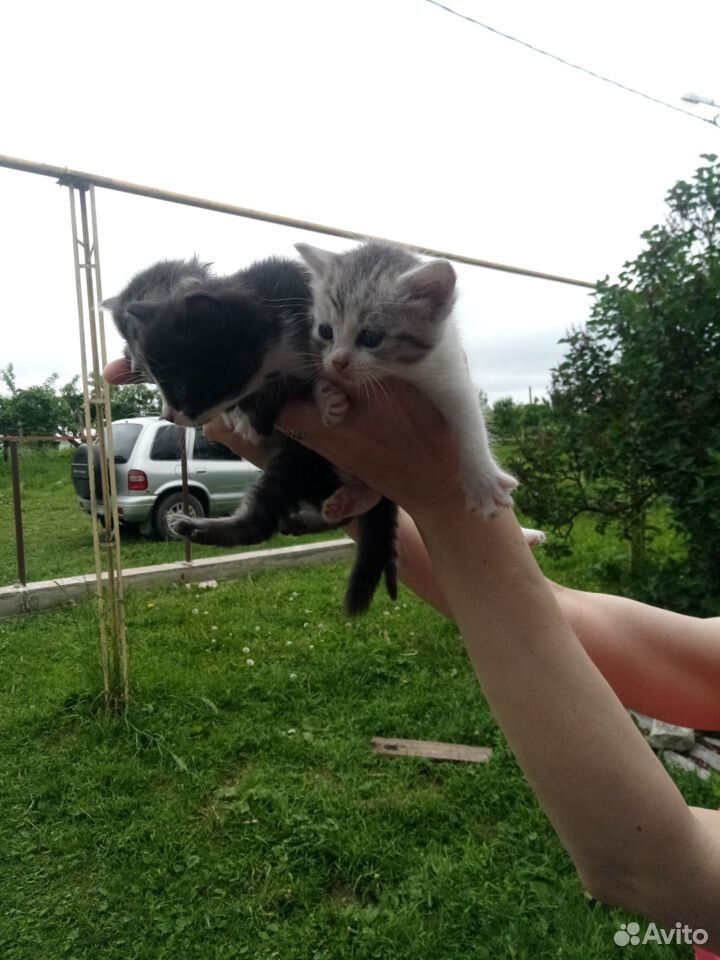Отдадим красивых котят