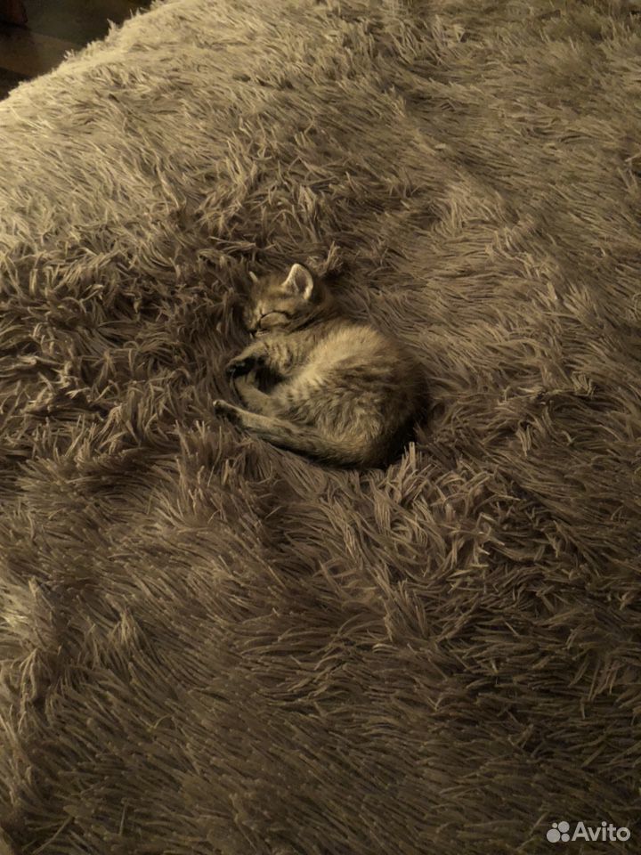 Шотландский котёнок