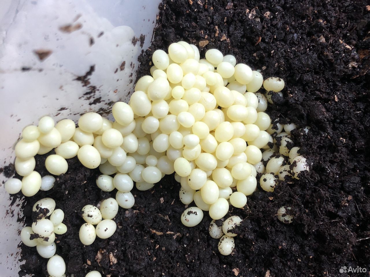 Яйца улиток