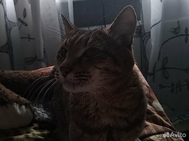 Ласковый кот Василий