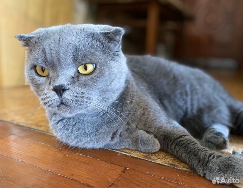 Шотландская вислоухая кошка голубого окраса