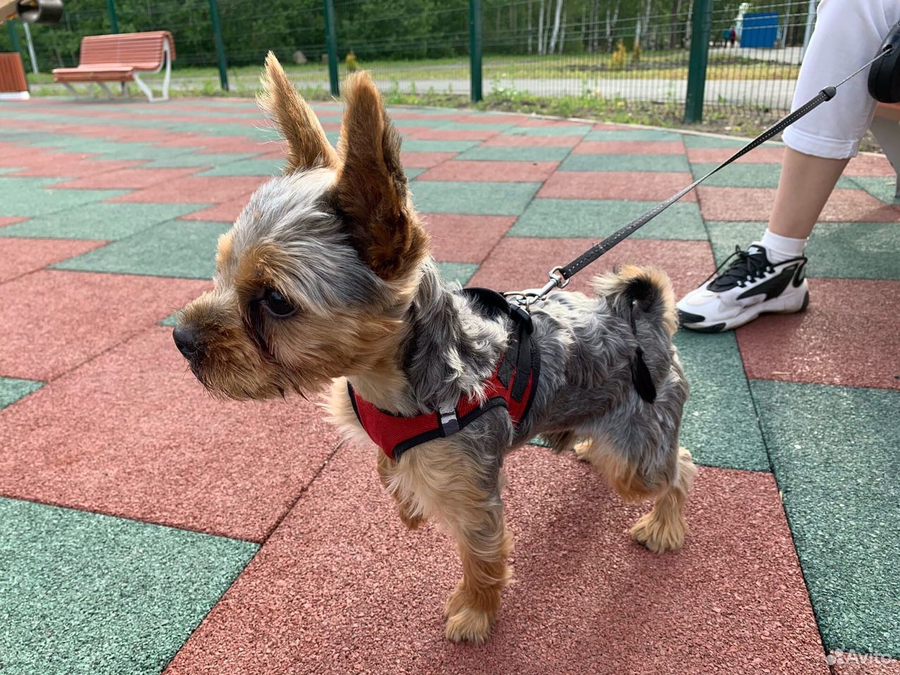 Йоркширский терьер на вязку