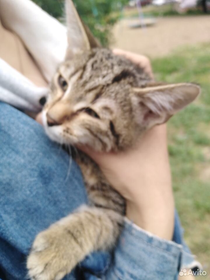Котенак, зовут соня. По обстоятельствам отдаю бесп