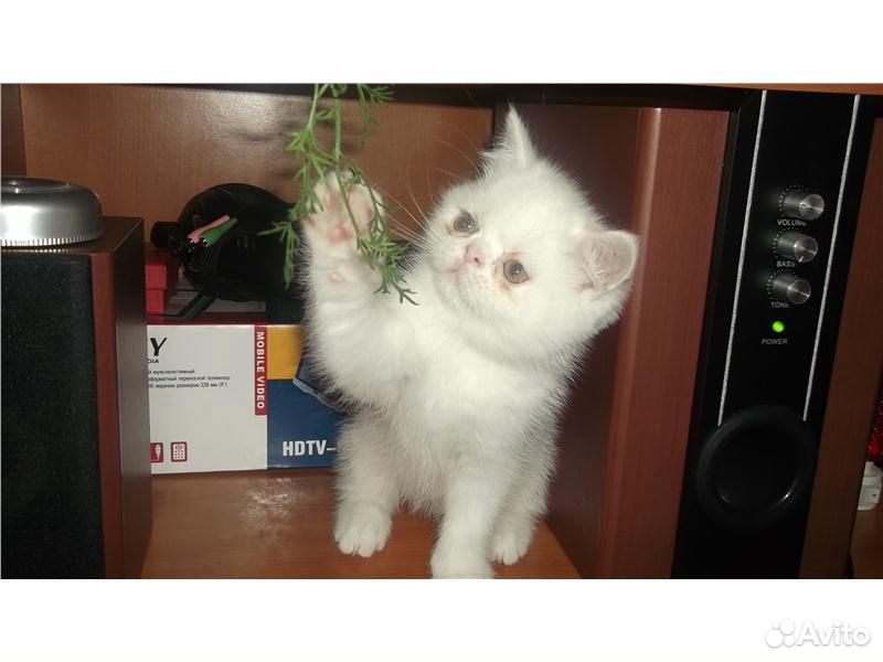 Самые ласковые котята В мире породистые девчонки