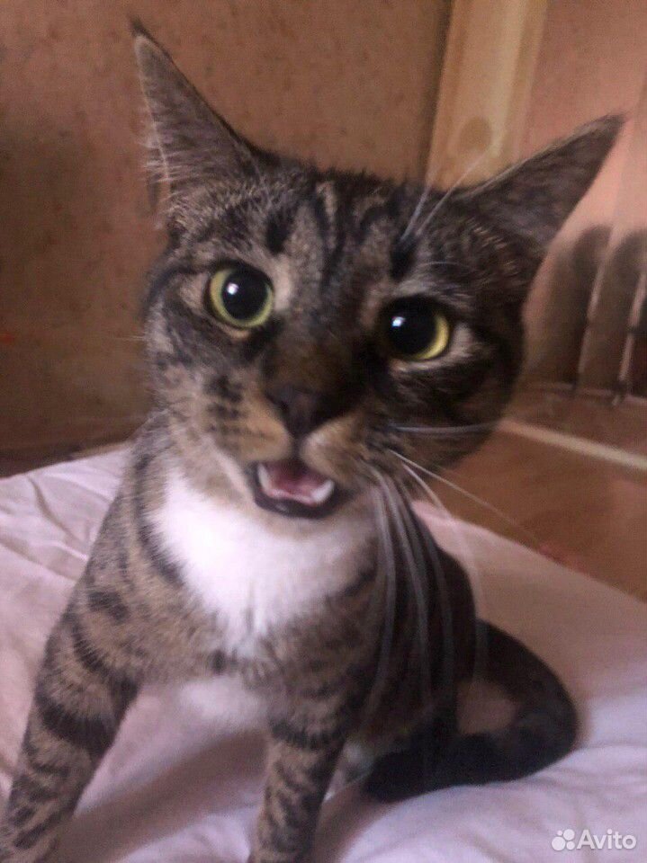 Молодой игривый котик 1 год