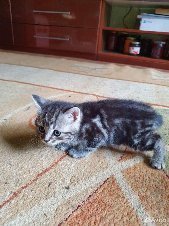 Котенок