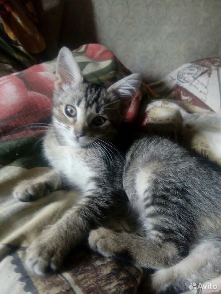 Котёнок в добрые руки