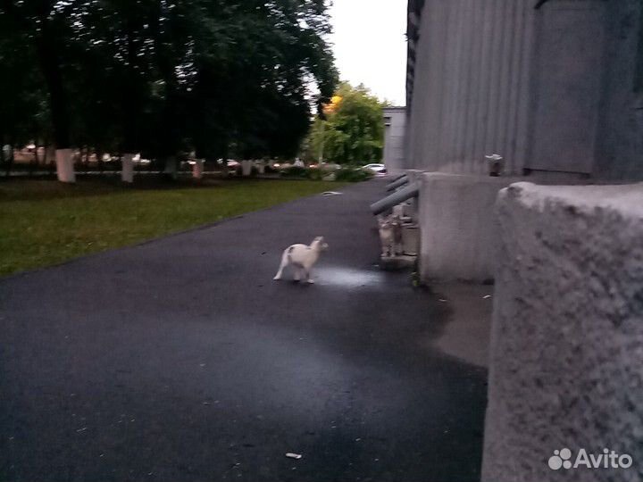 Бездомные котята, огень голодные и без мотери