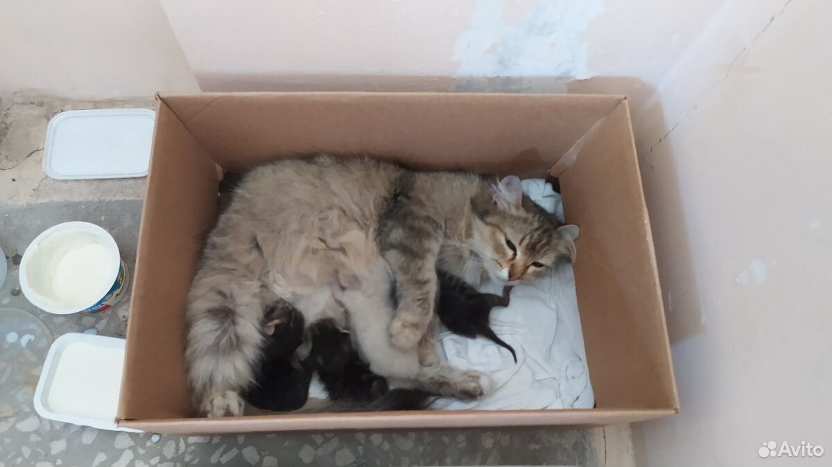 Кошка с котятами ищет заботливых хозяев