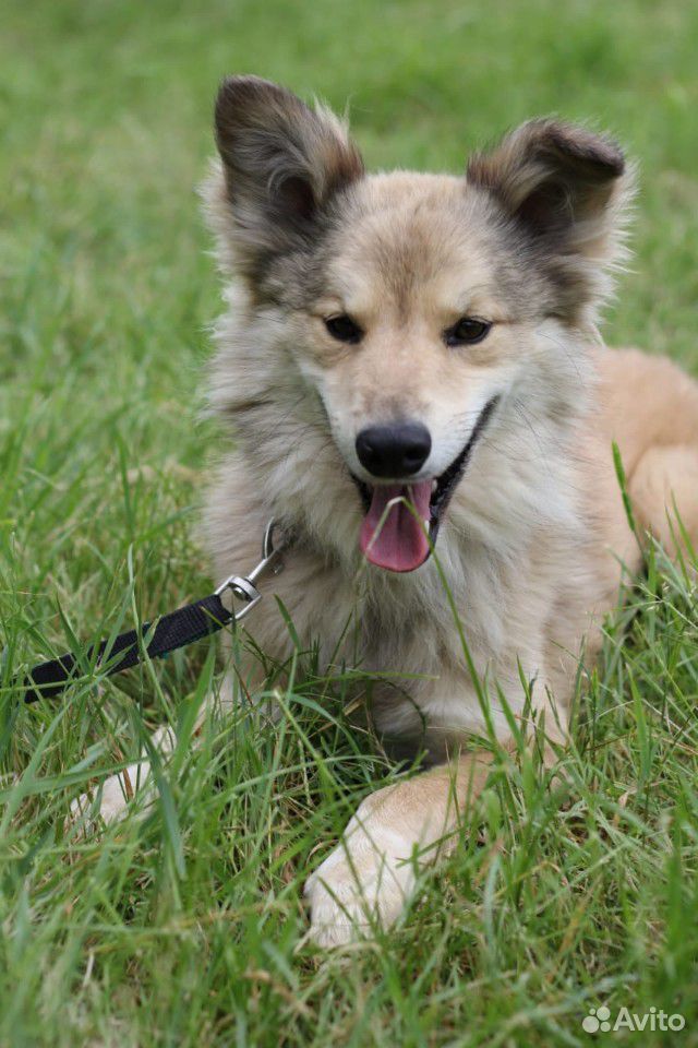 Добрый пёсик Тони ищет дом