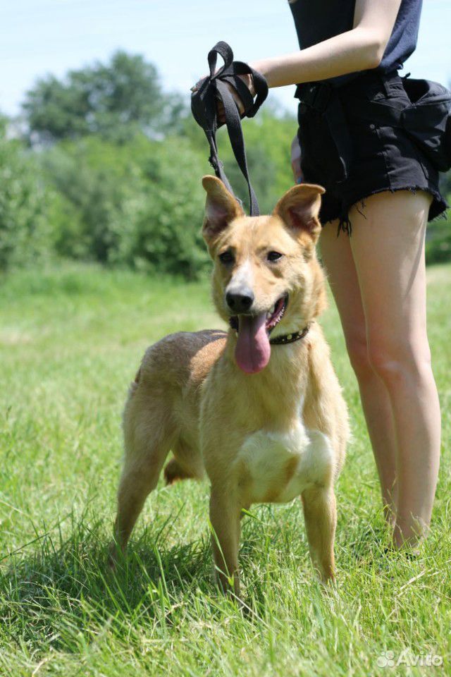 Собака для Вашей семьи