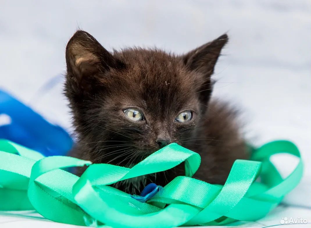 Котятки мальчики в добрые руки