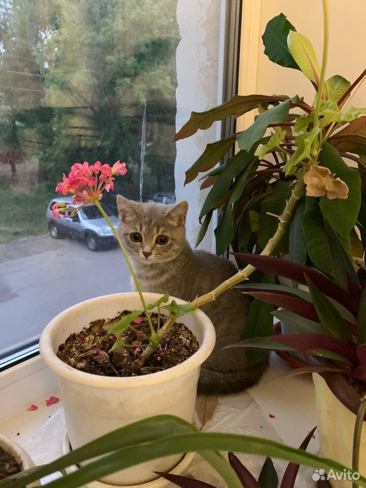 Британка, 2 месяца