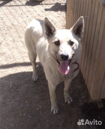 Собака Белочка ищет хозяина. В хорошие руки