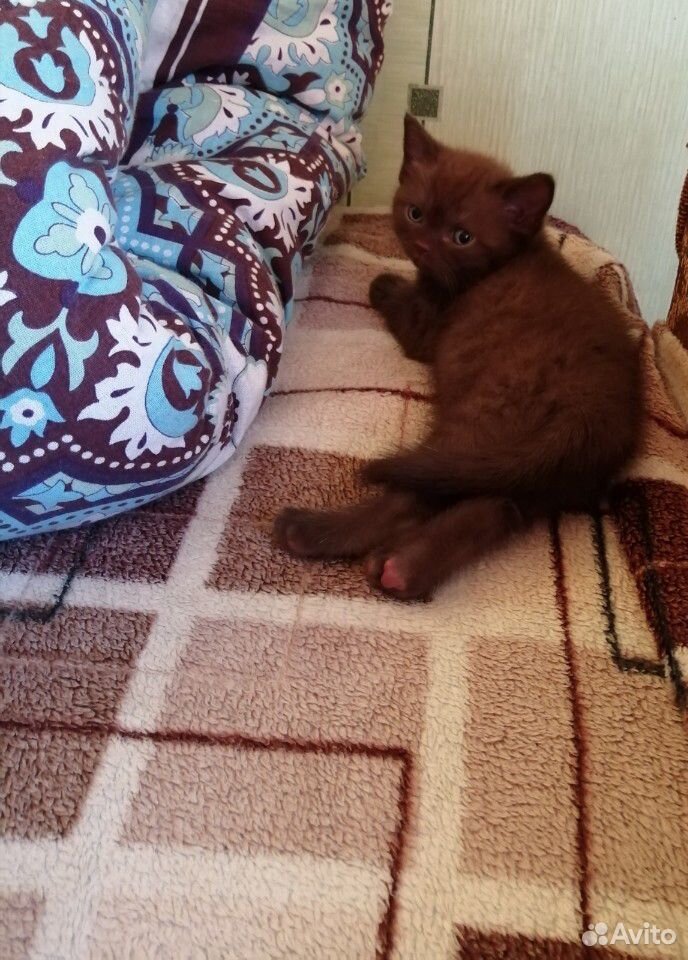 Британская